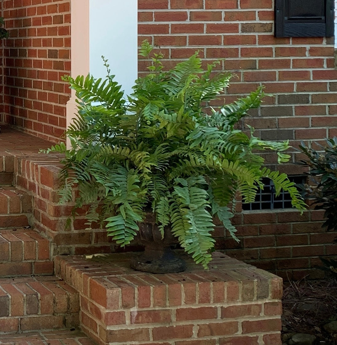 Macho Fern in 10” grower pot – Little Green Fern Company